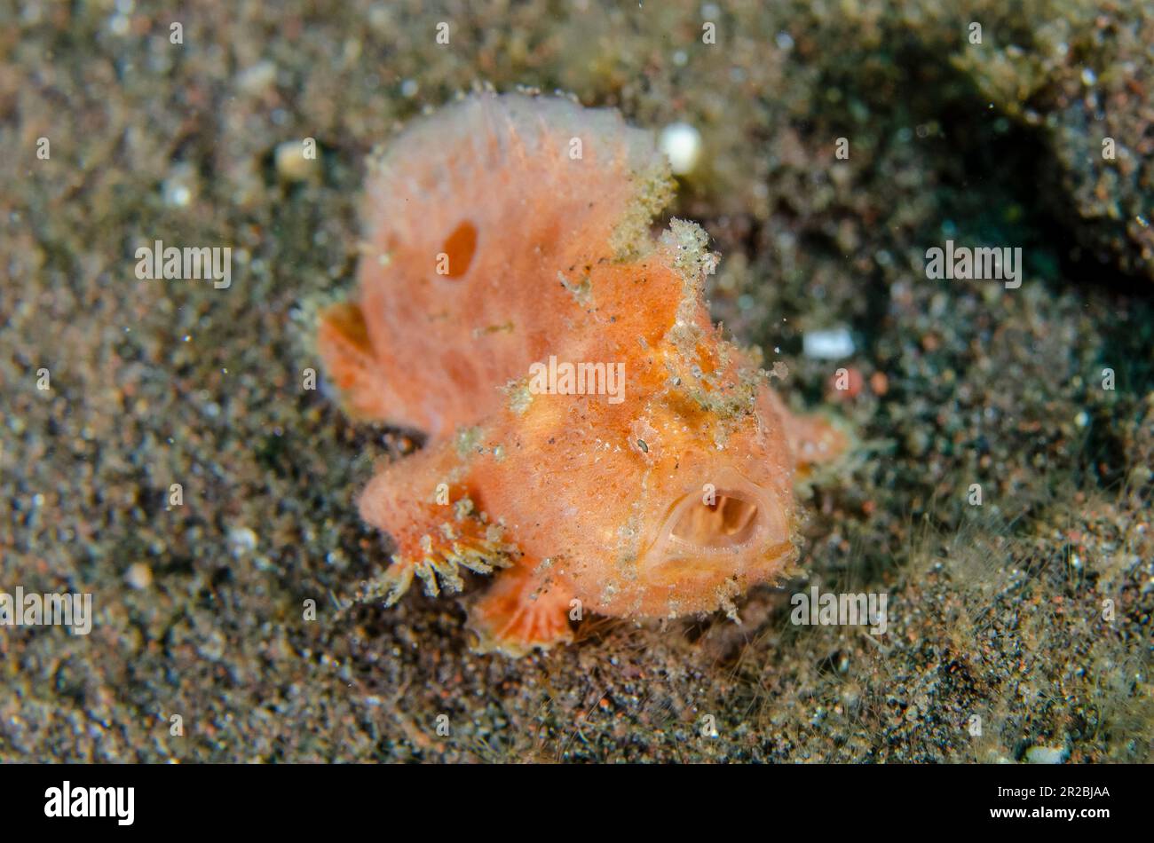 Spotfin Frogfish