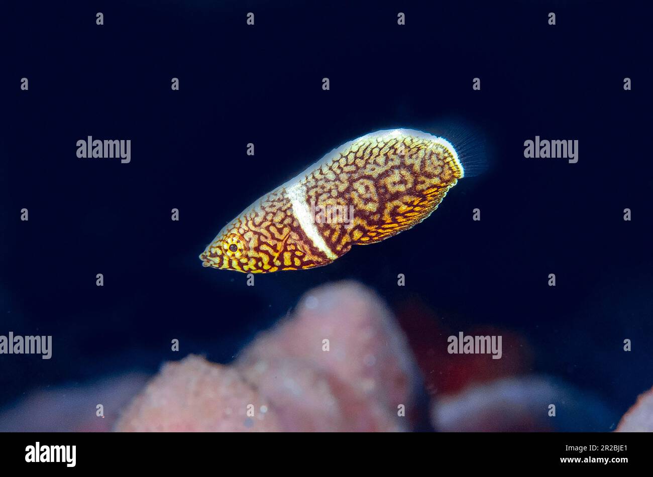 Juvenile Lined Wrasse, Anampses lineatus, Batu Ringgit dive site ...