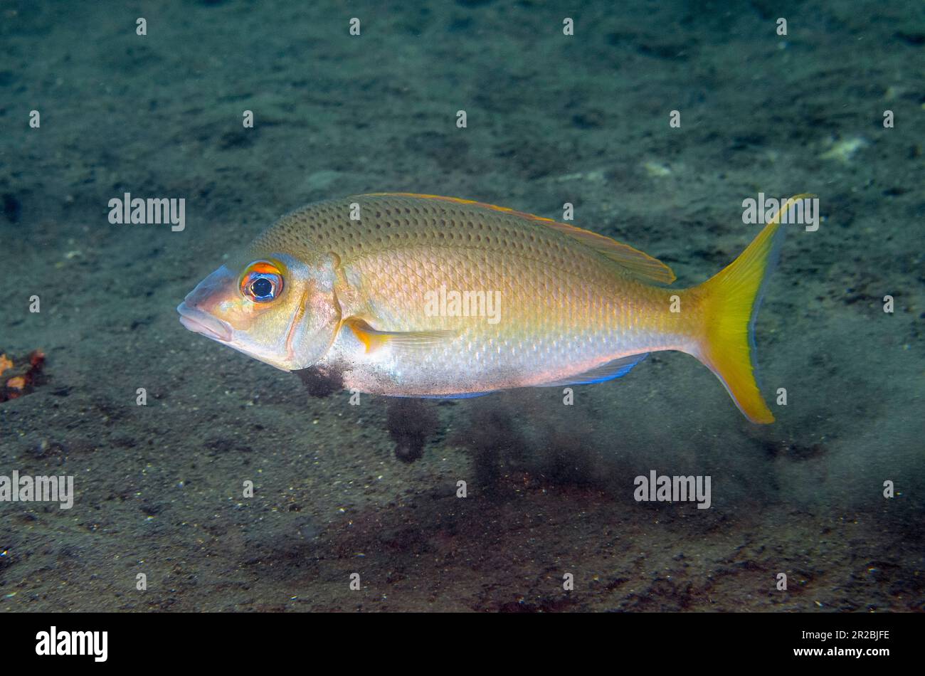 Pale Monocle Bream, Scolopsis affinis, feeding in muddy silt, Wreck ...