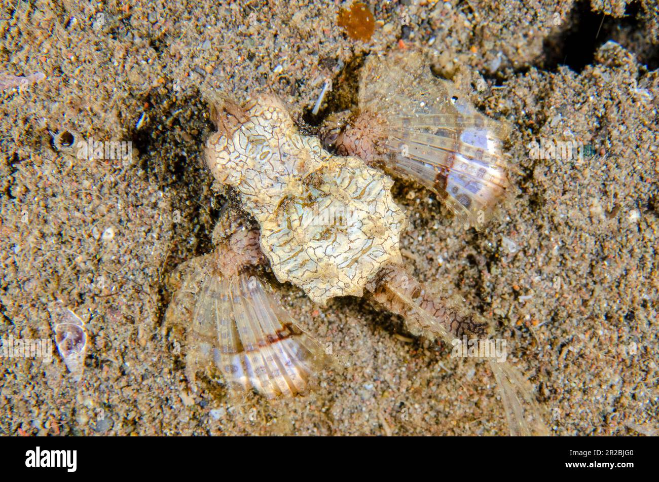 Pegasus Seamoth, Eurypegasus draconis, Ghost Bay dive site, Amed ...