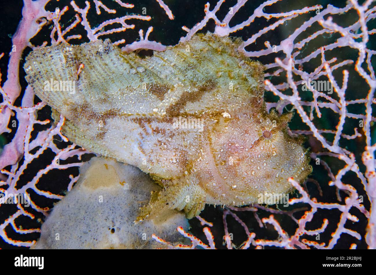 Leaf Scorpionfish, Taenianotus triacanthus, on sea fan, Jemeluk Bay ...