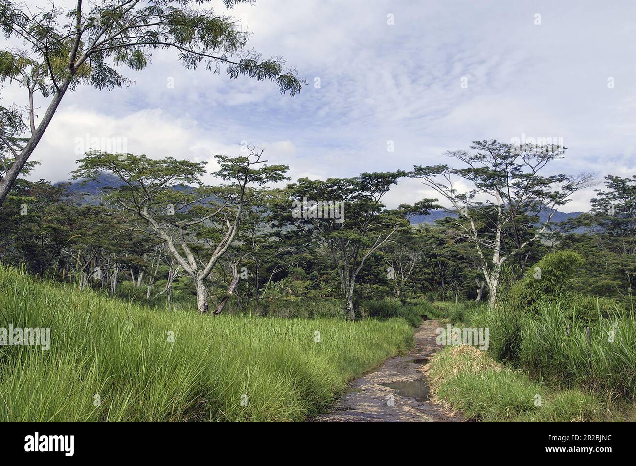 Papua New Guinea; Eastern Highlands; Goroka; Dirt road in the Papuan ...