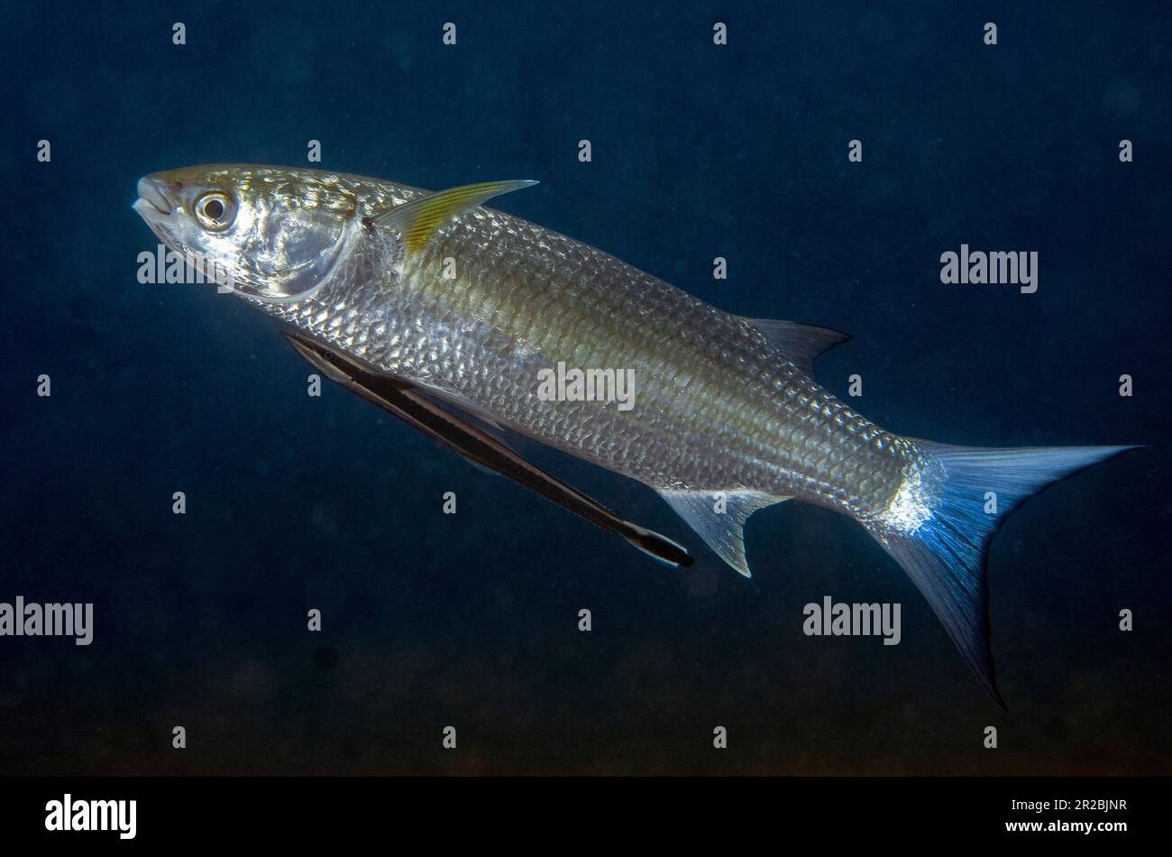 Bluespot mullet hi-res stock photography and images - Alamy