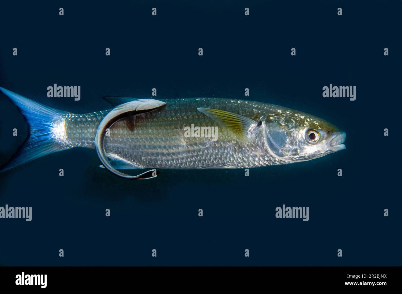 Bluespot Mullet, Moolgarda seheli, with Slender Suckerfish, Echeneis ...