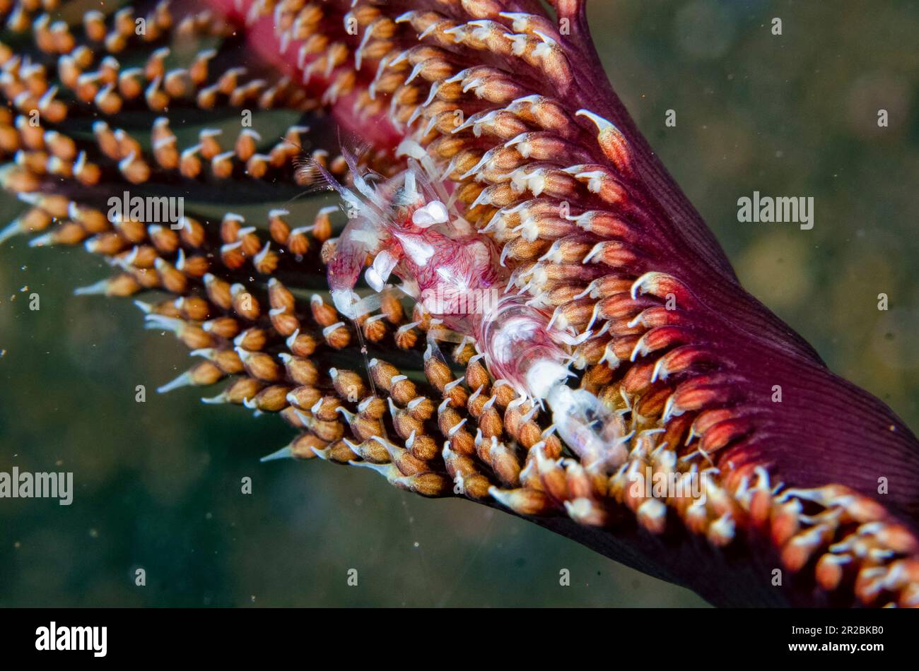 Sea Pen Shrimp, Dasycaris ceratops, on Sea Pen, Virgularia sp, Melasti ...