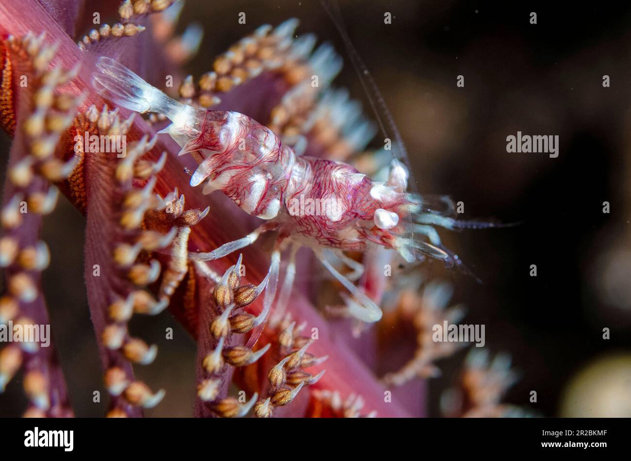 Sea Pen Shrimp, Dasycaris ceratops, on Sea Pen, Virgularia sp, Melasti ...