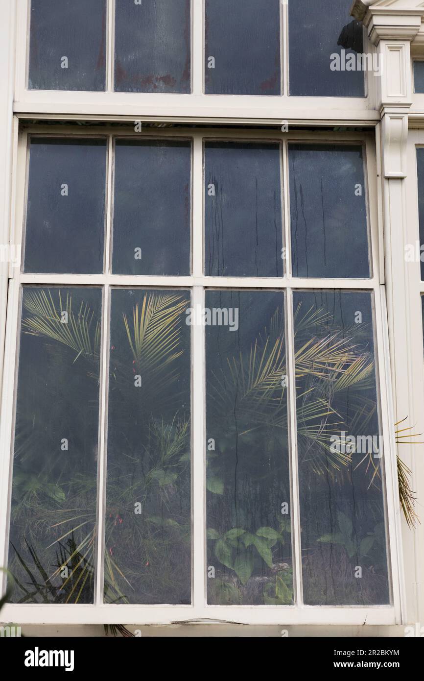 The window of a greenhouse with part of a plant sticking out as if ...