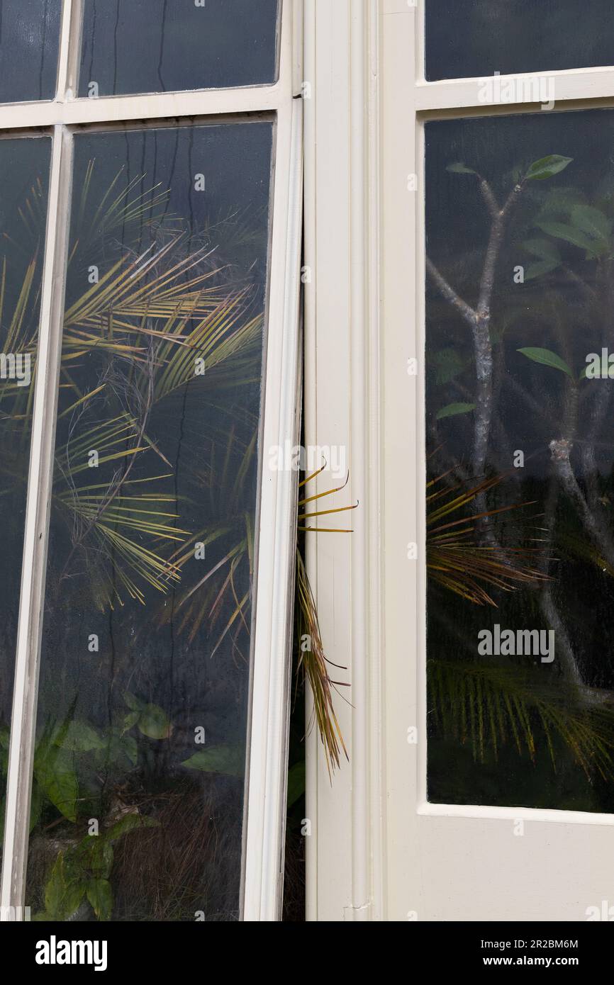 The window of a greenhouse with part of a plant sticking out as if ...