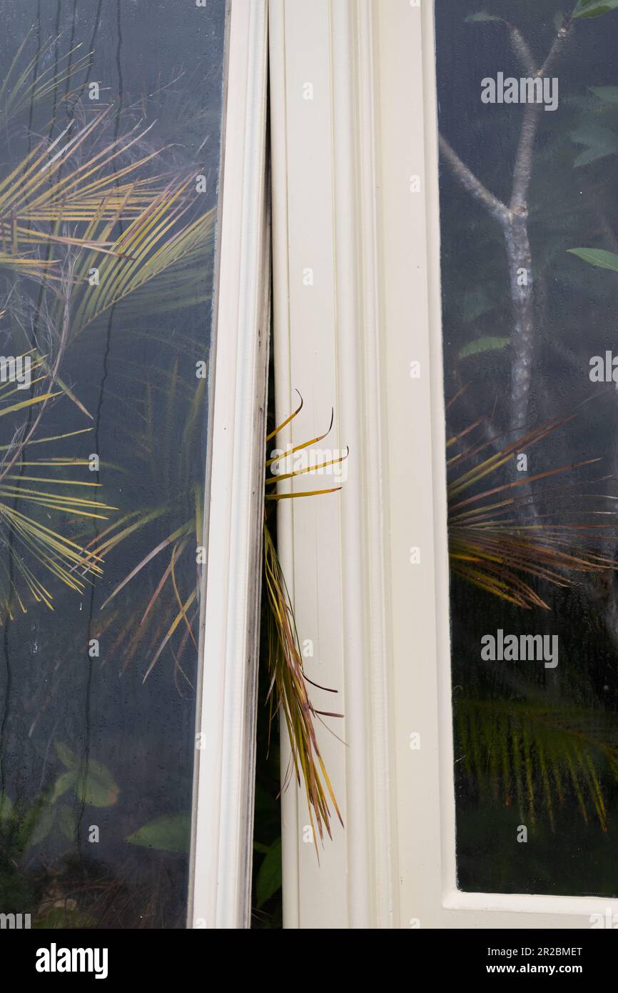 The window of a greenhouse with part of a plant sticking out as if ...