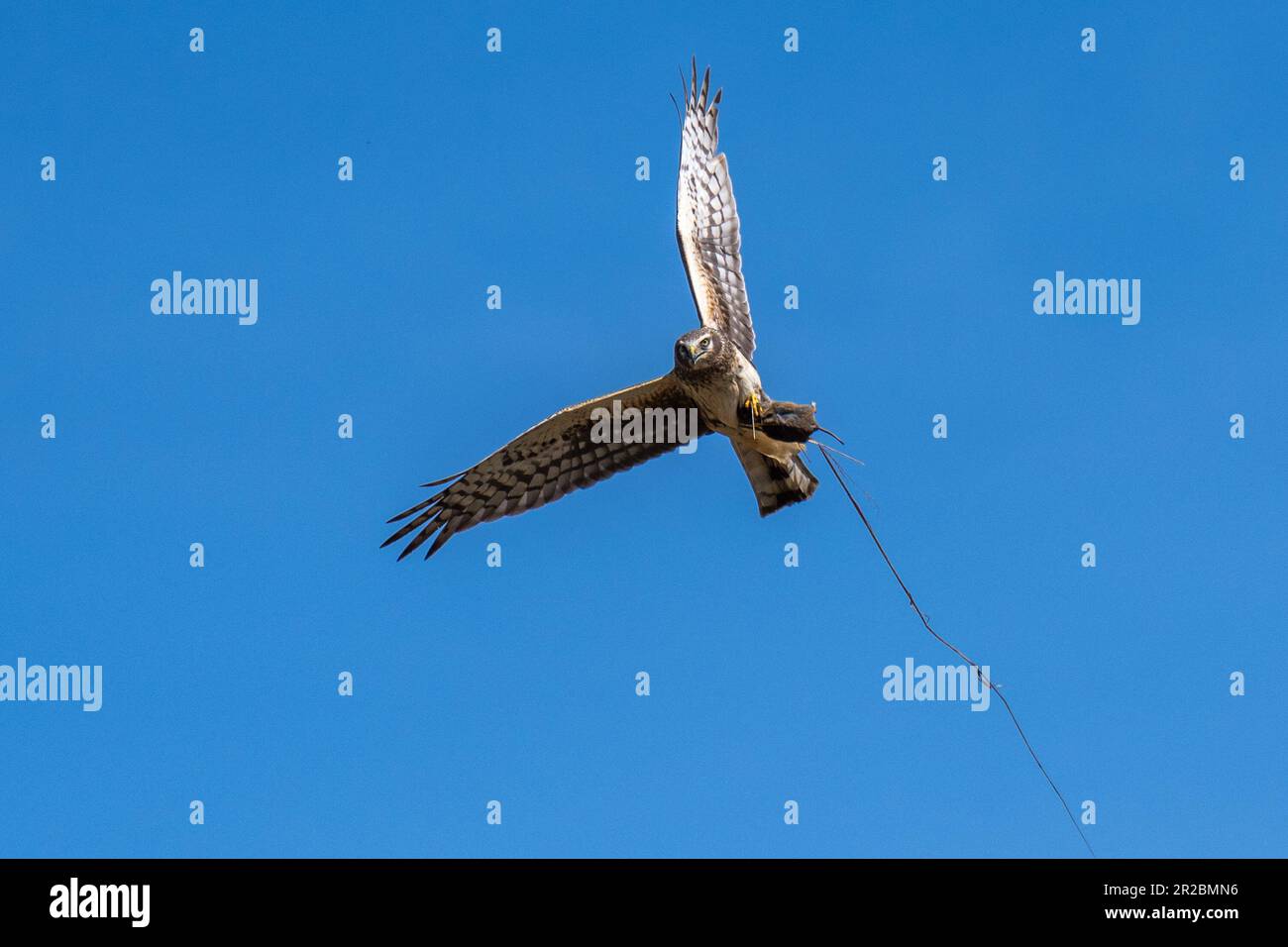 Northern harrier flying in flight catching a mouse. Emigrant Lake ...