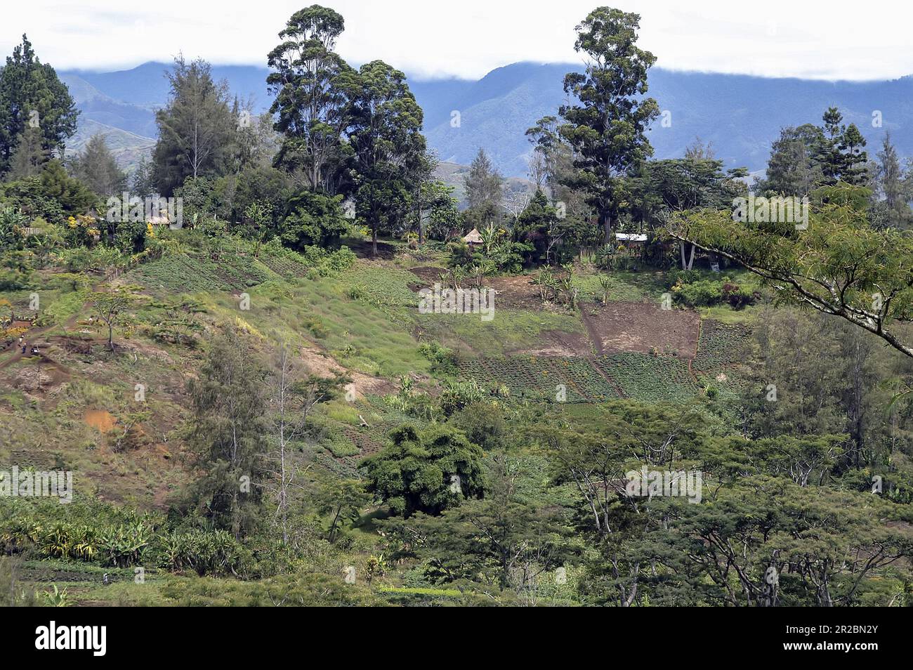 PNG Papua New Guinea Eastern Highlands Goroka typical landscape in ...