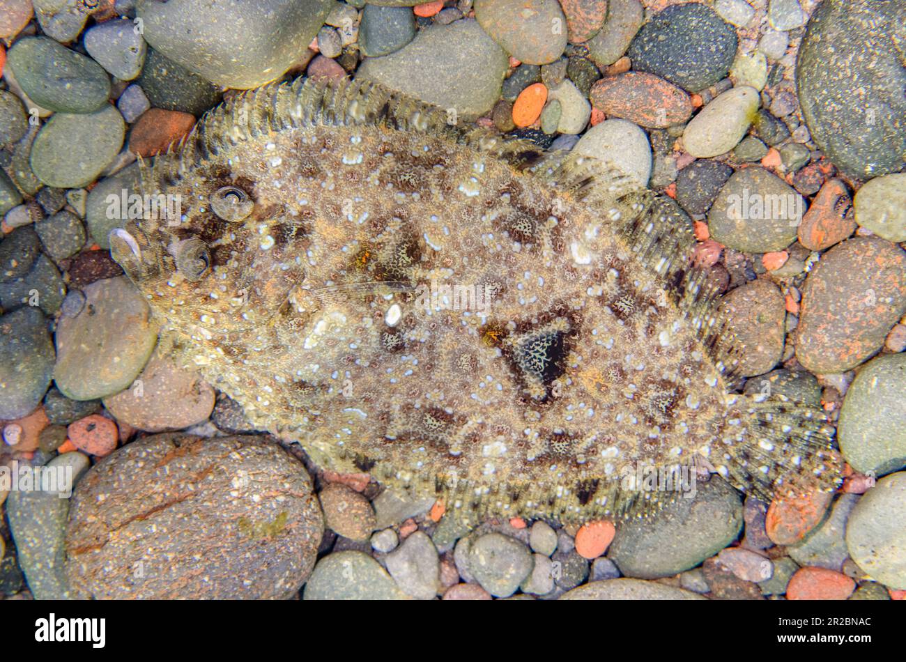 Panther Flounder, Bothus pantherinus, camouflaged on sand Sidem dive ...