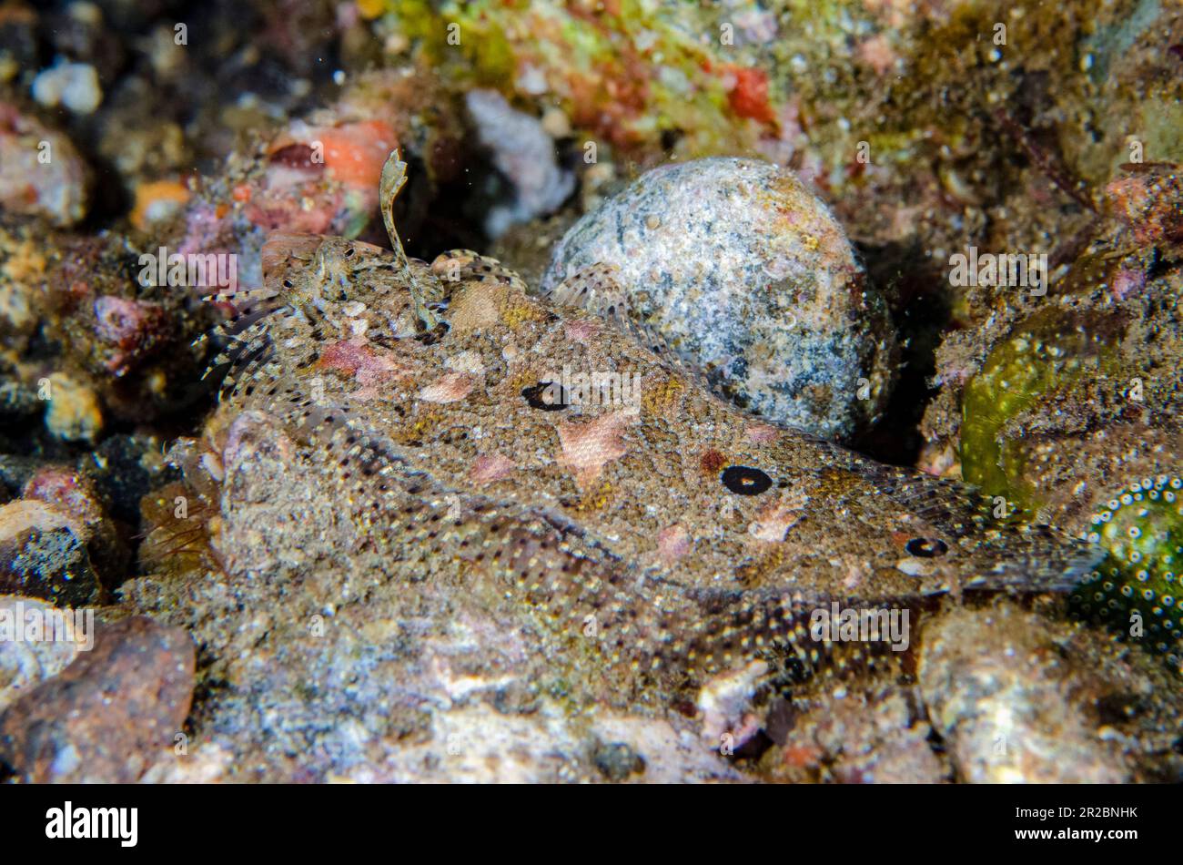 Righteye flounderfish hi-res stock photography and images - Alamy
