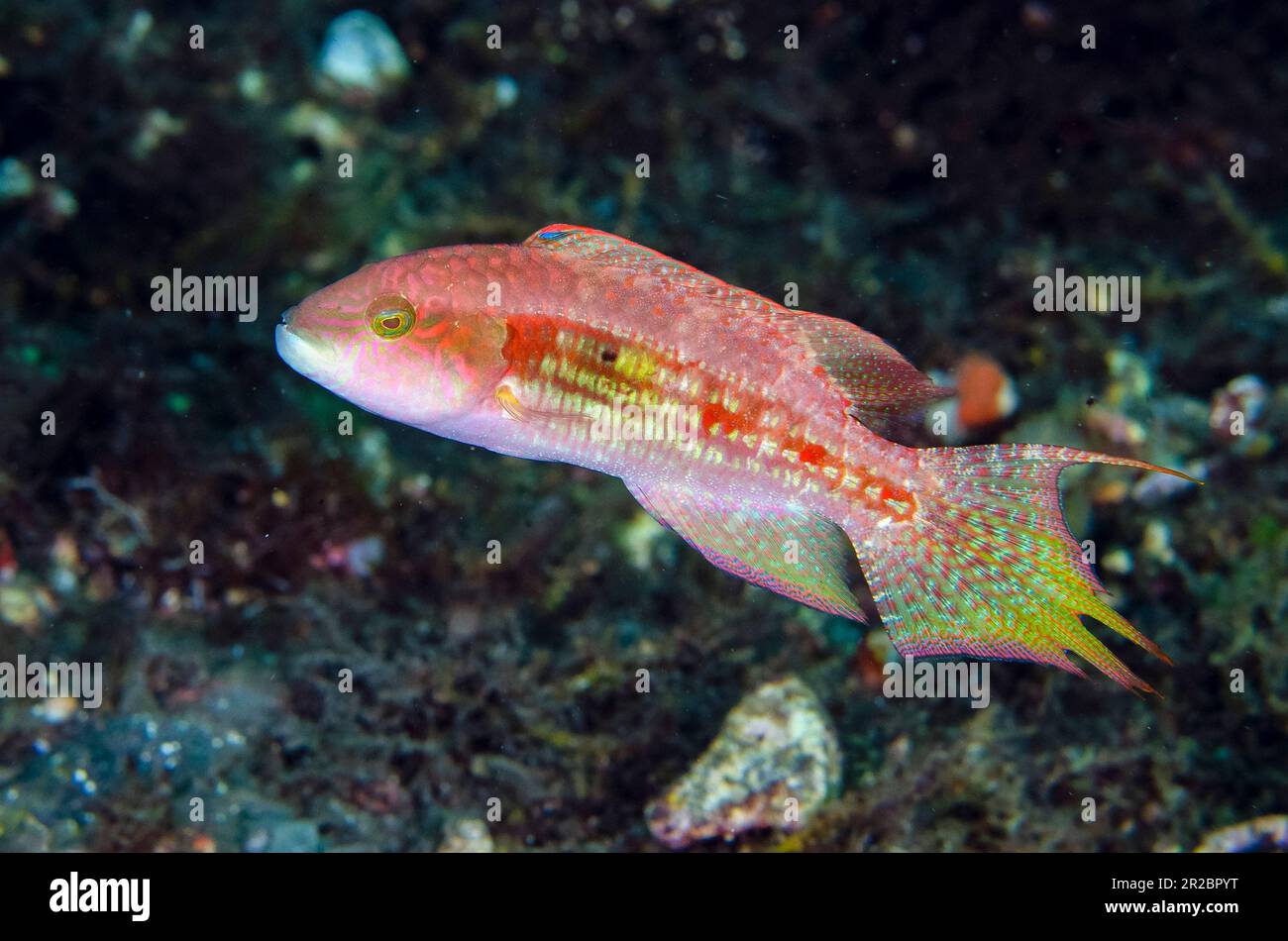 Twospot Wrasse, Oxycheilinus bimaculatus, Sidem dive site, Tulamben ...