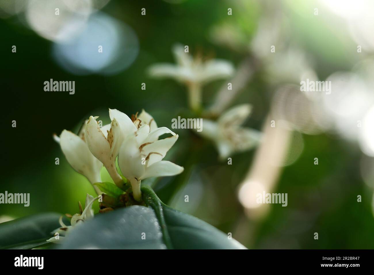 Coffee flower blossom for nature background Stock Photo - Alamy