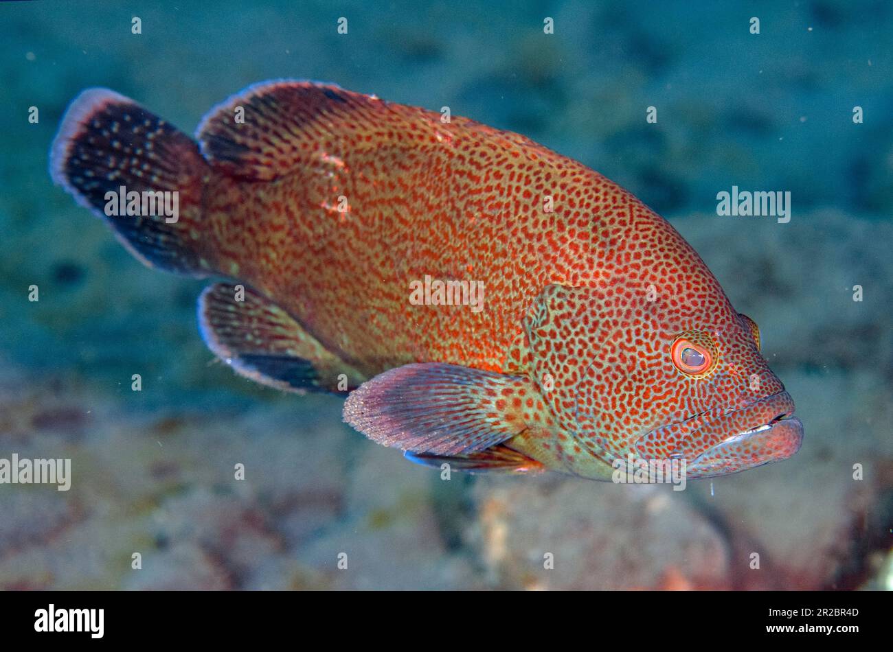 Tomato Grouper, Cephalopholis sonnerati, Wreck Dropoff Dive Site ...