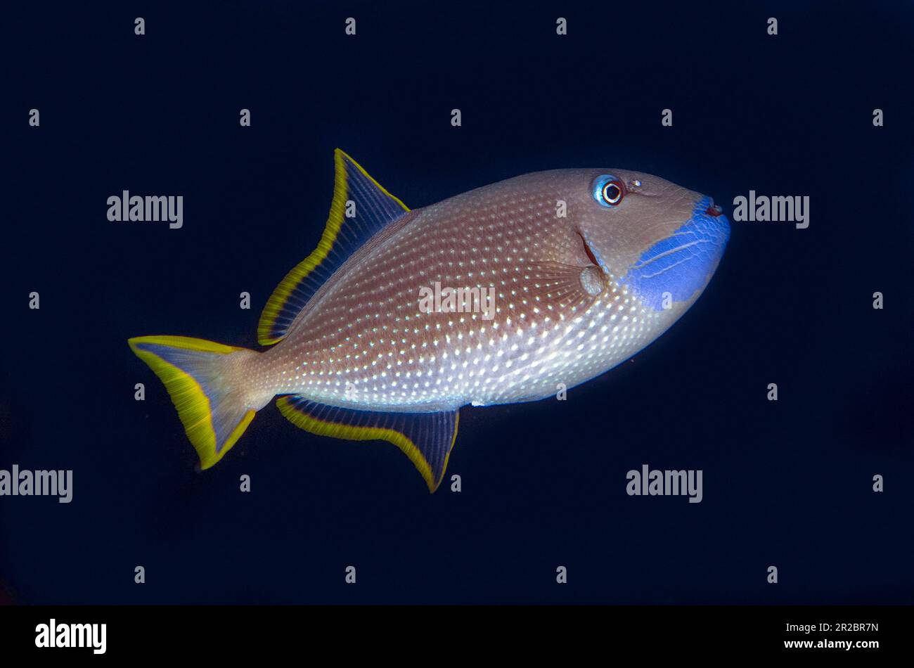 Male Gilded Triggerfish, Xanthichthys auromarginatus, Wreck Dropoff ...