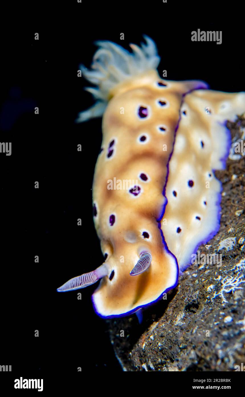 Tryon's Nudibranch, Hypselodoris tryoni, Wreck Dropoff Dive Site ...