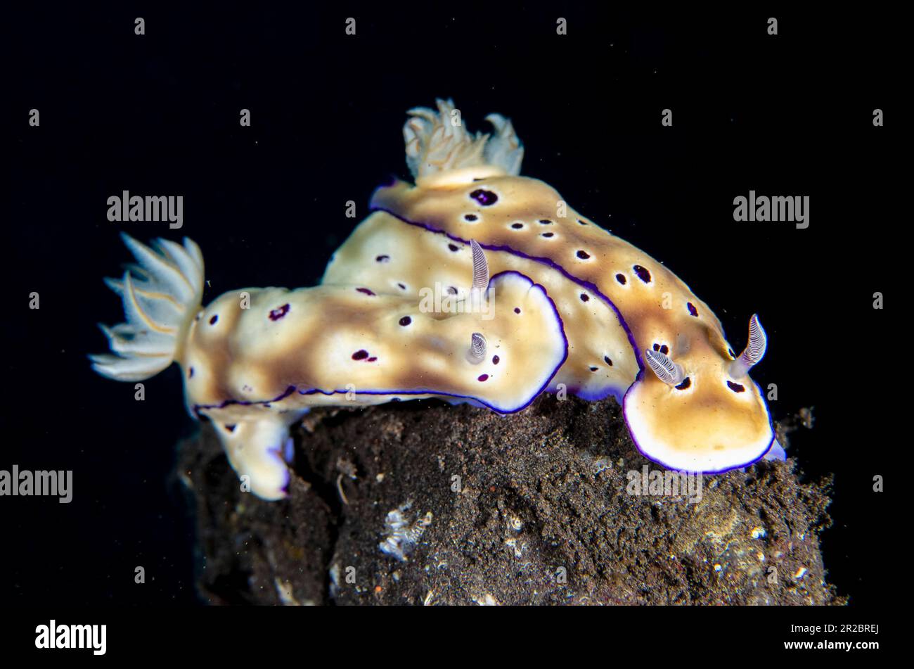 Pair of Tryon's Nudibranches, Hypselodoris tryoni, Wreck Dropoff Dive ...