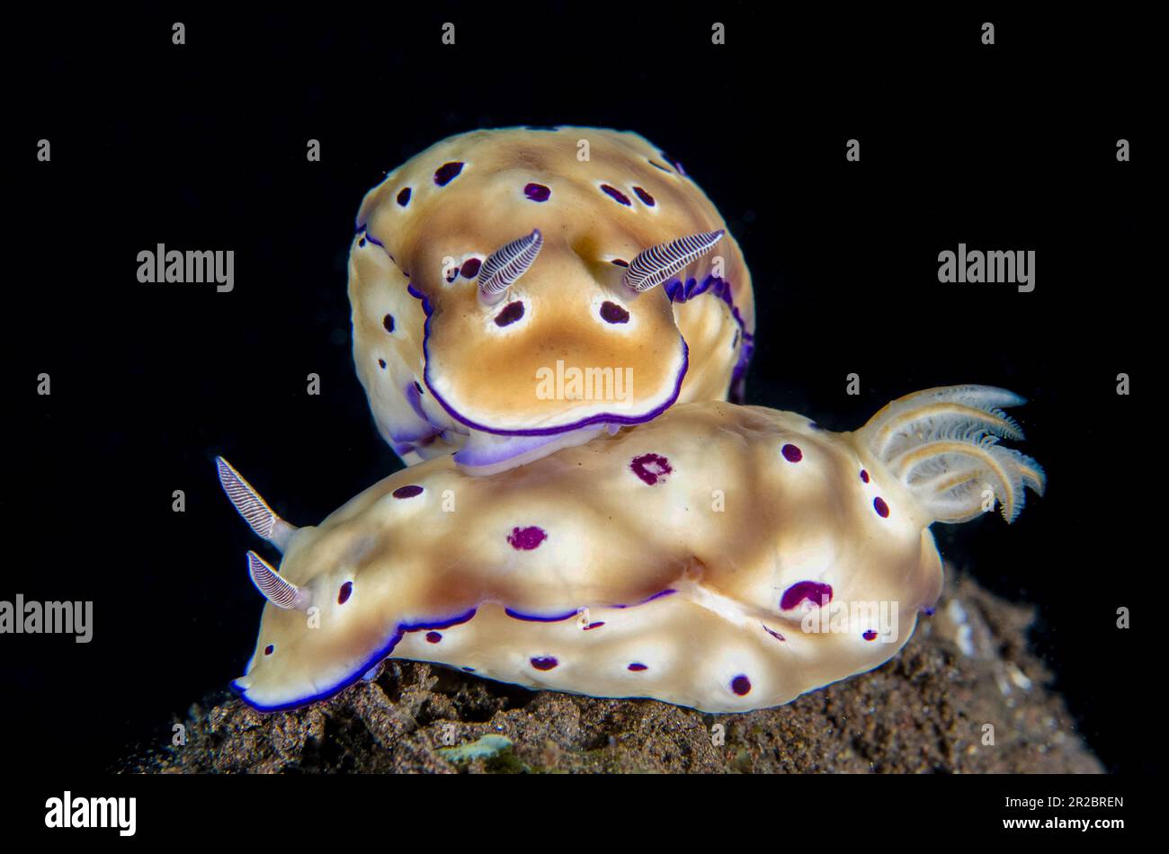 Pair of Tryon's Nudibranches, Hypselodoris tryoni, Wreck Dropoff Dive ...