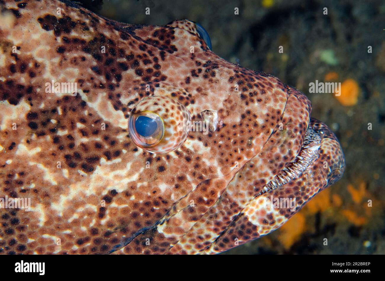 Brown-Marbled Grouper, Epinephelus fuscoguttatus, showing teeth ...