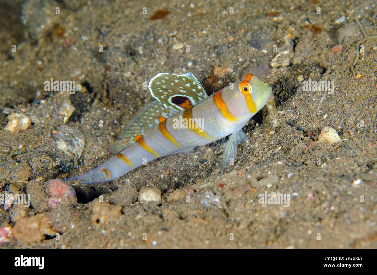 Randall's Shrimpgoby, Amblyeleotris randalli, with extended fin by hole ...