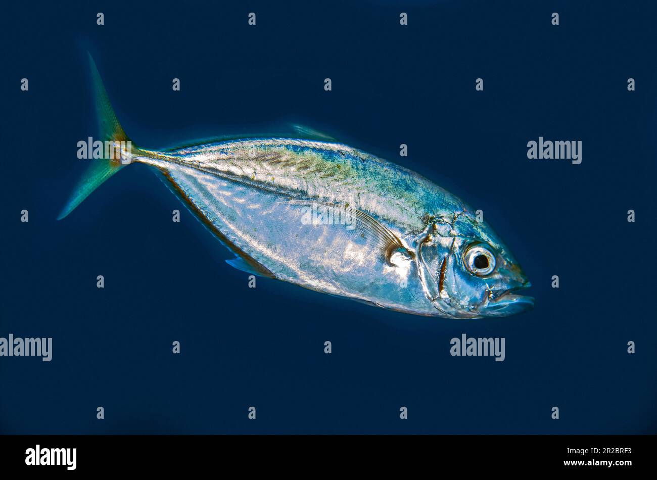 Barcheek Trevally, Carangoides plagiotaenia, Liberty Wreck Dive Site ...