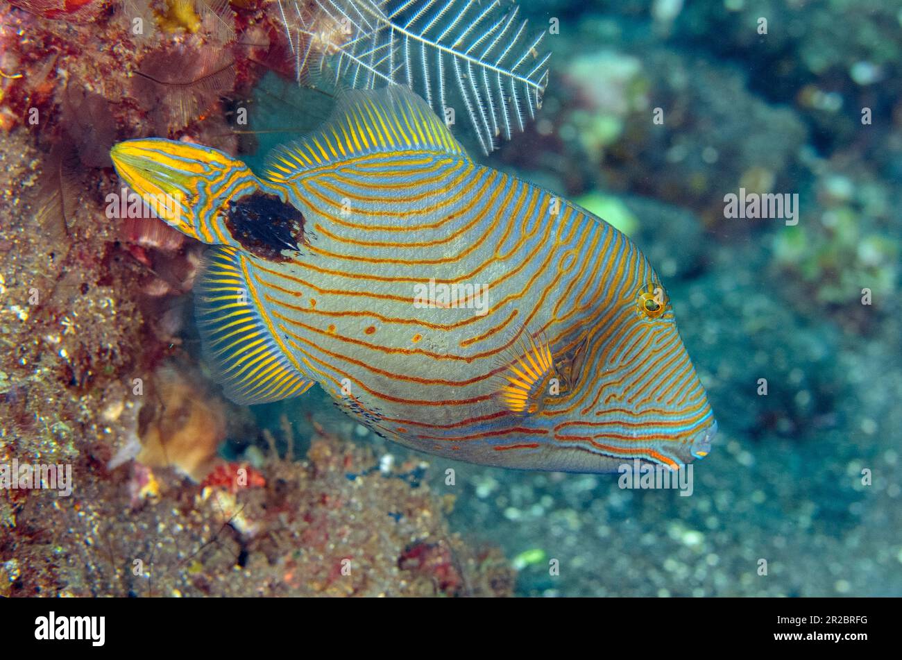 Orange-lined Triggerfish, Balistapus undulatus, Coral Garden dive site ...