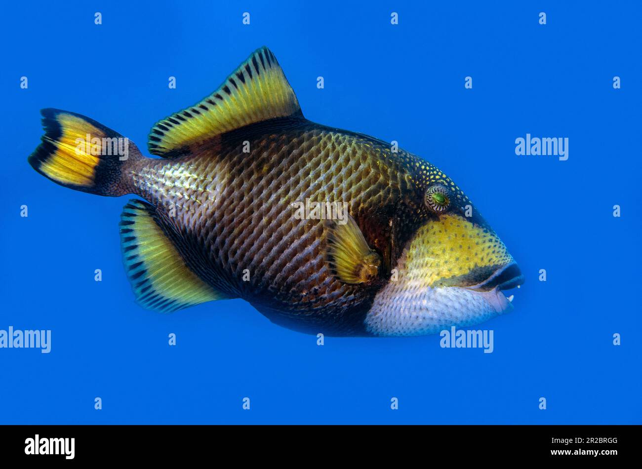 Titan Triggerfish, Balistapus viridescens, Coral Garden dive site ...
