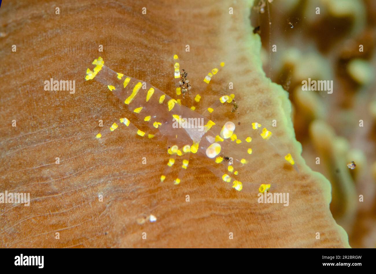 Hidden Corallimorph Shrimp, Pliopontonia furtiva, on Corallimorph Coral ...