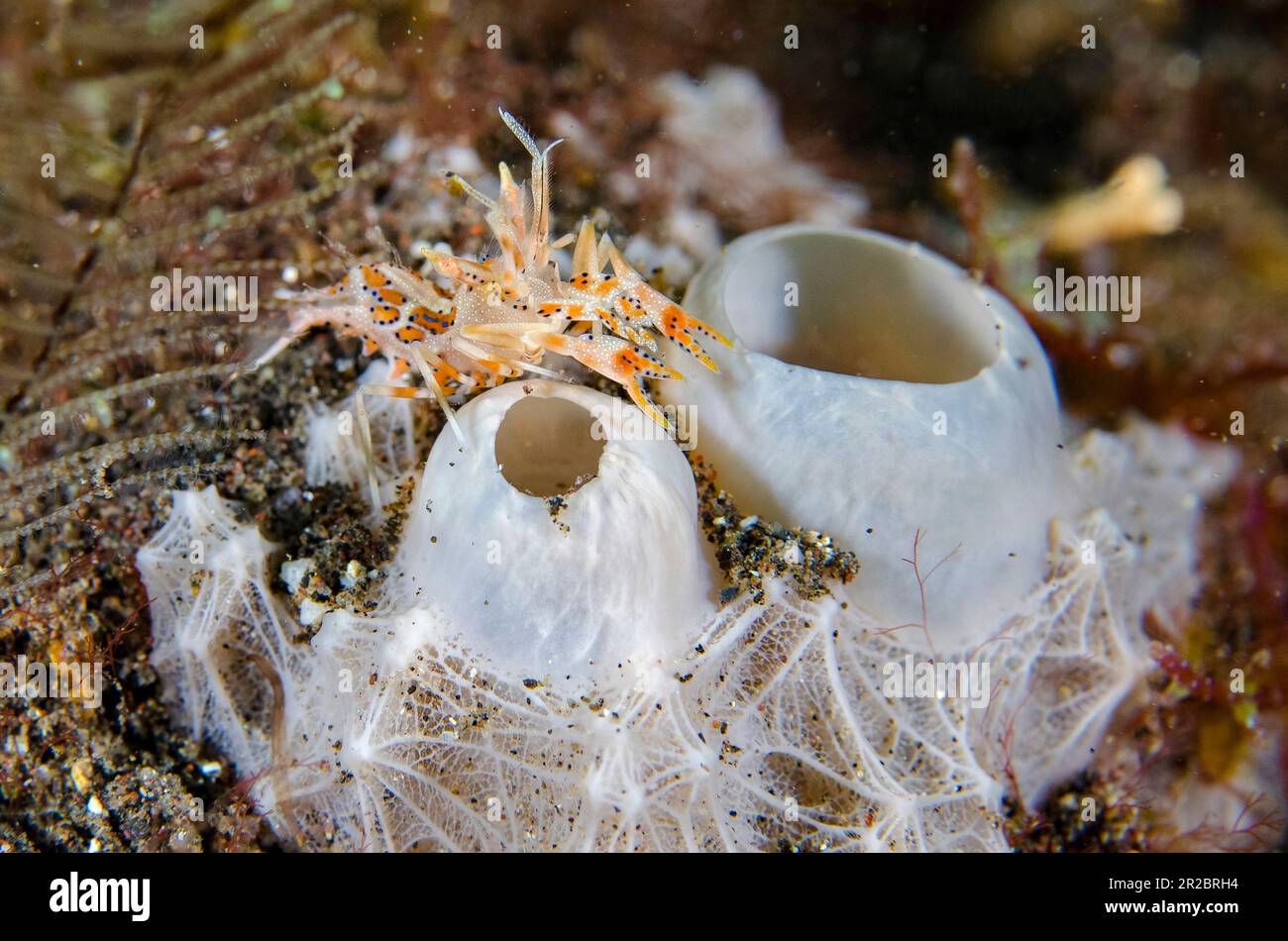 Tiger Shrimp, Phyllognathia ceratophthalmus, on Sponge, Porifera Phylum ...