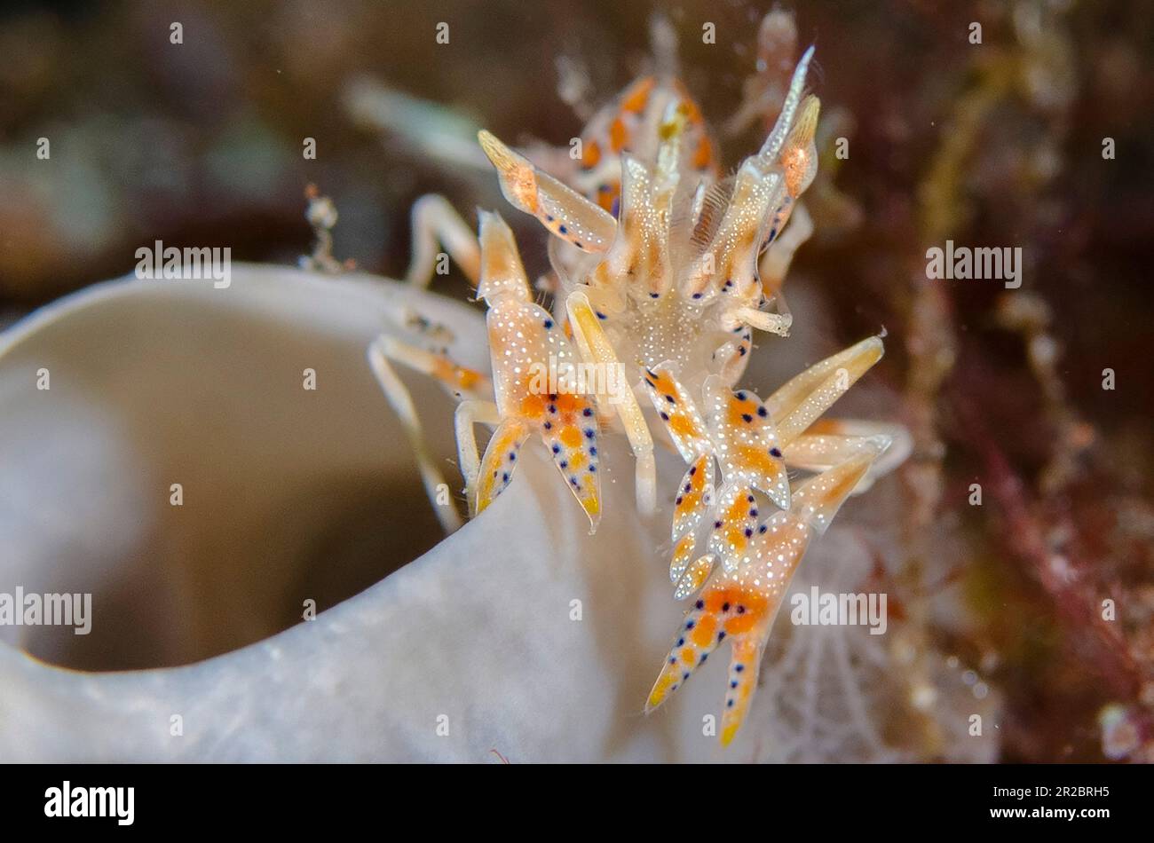 Tiger Shrimp, Phyllognathia ceratophthalmus, on Sponge, Porifera Phylum ...