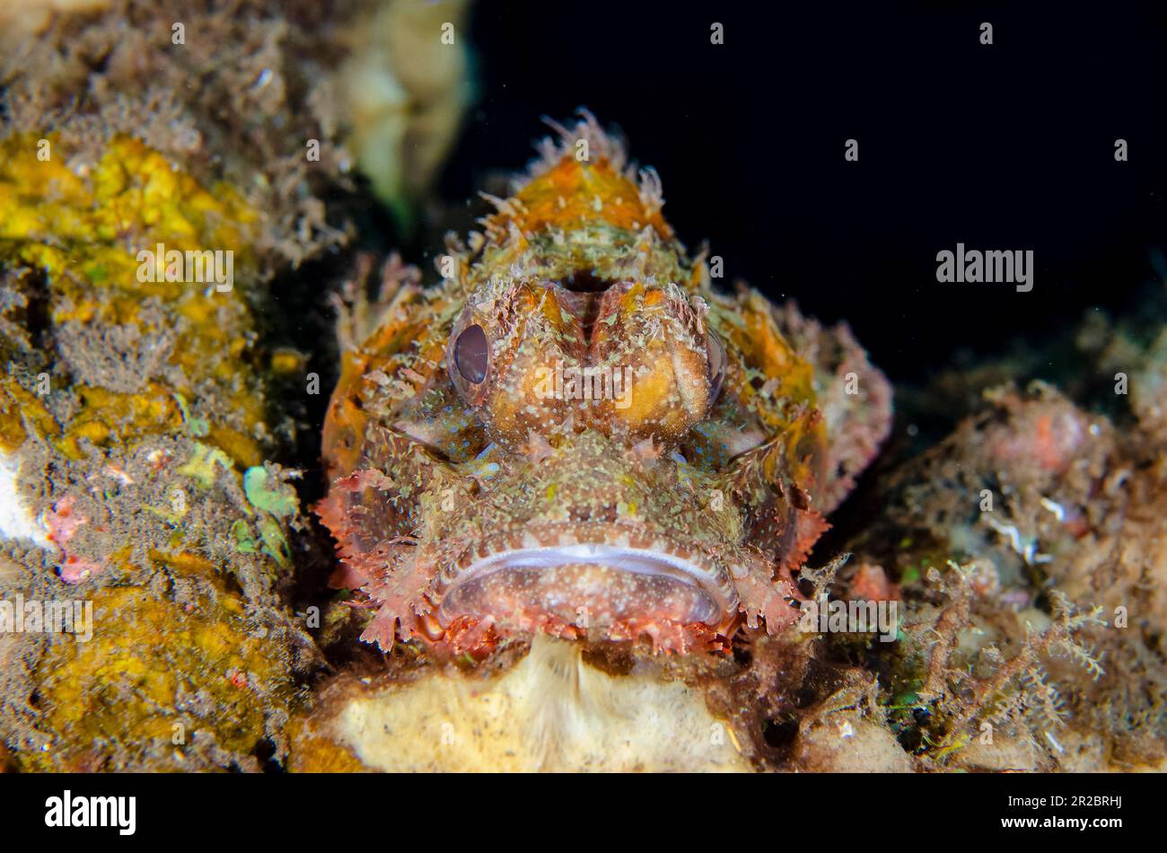 Tasseled Scorpionfish, Scorpaenopsis oxycephala, Seraya dive site ...