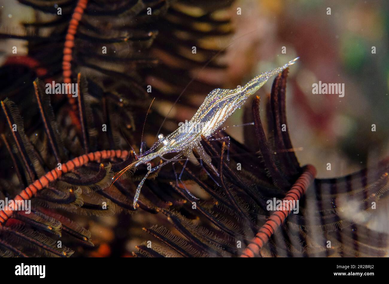 Red stripe hydroid shrimp hi-res stock photography and images - Alamy