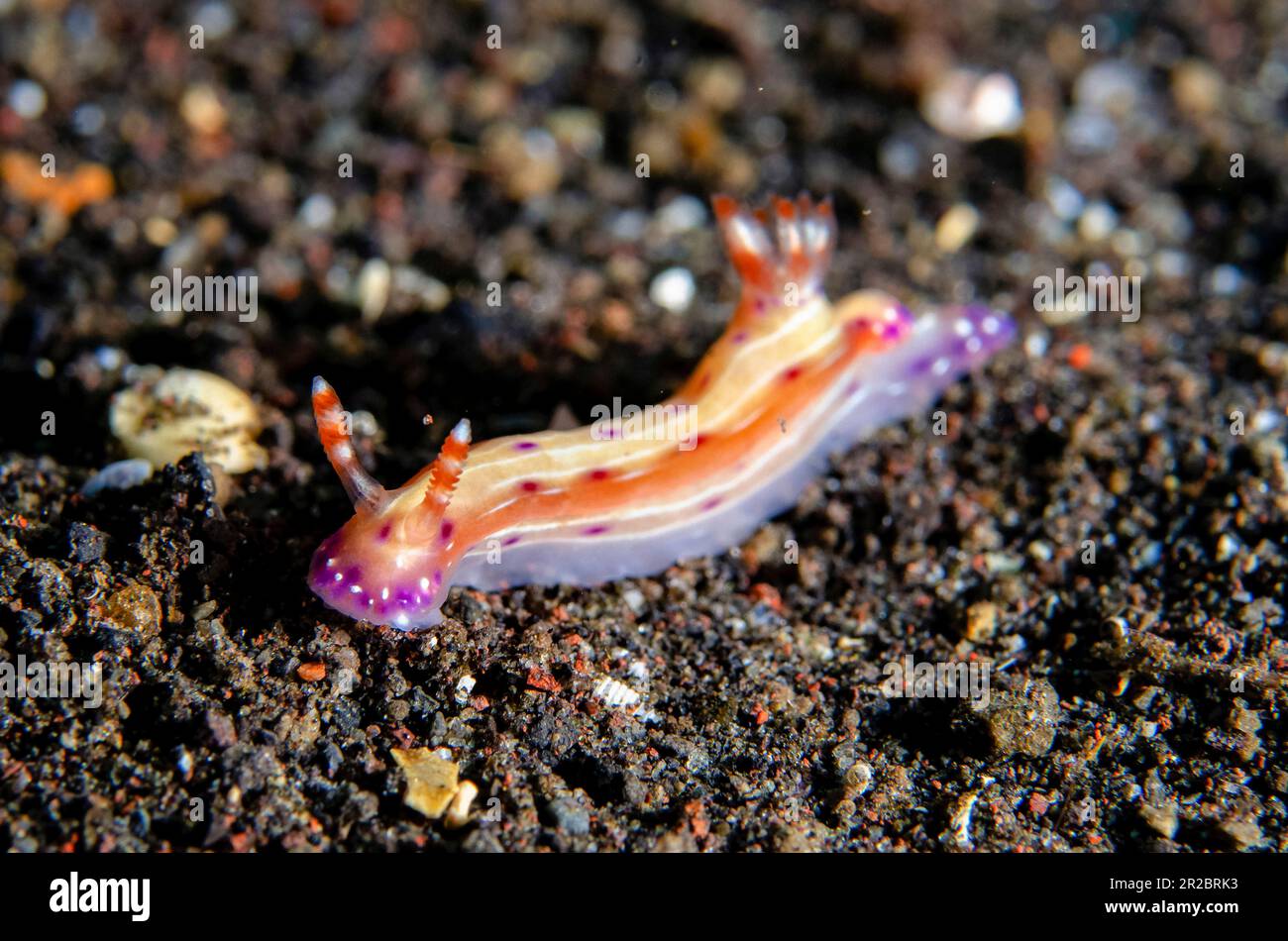 Striped nudibranch hi-res stock photography and images - Alamy