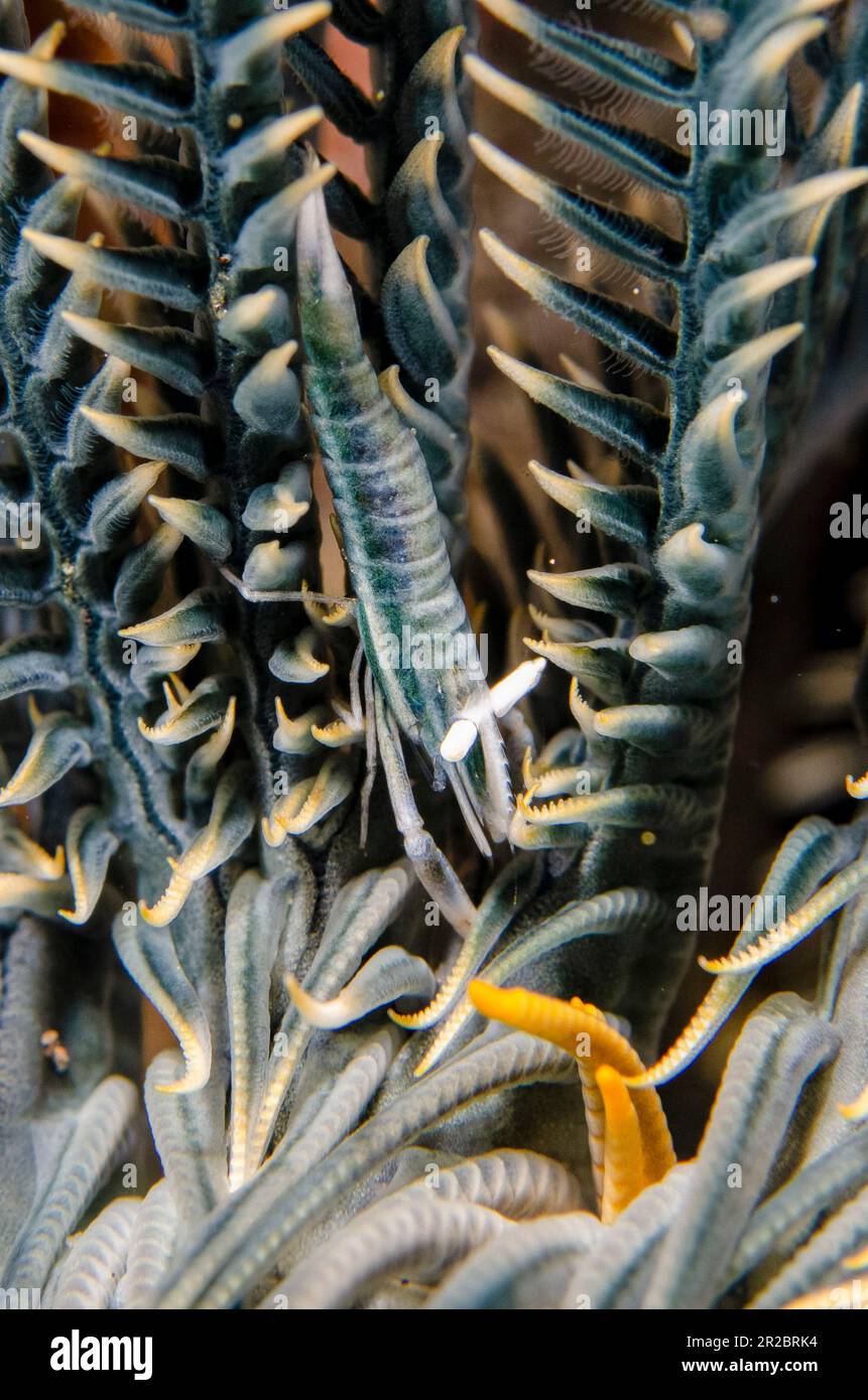 Tulamben underwater crinoid shrimp hi-res stock photography and images ...