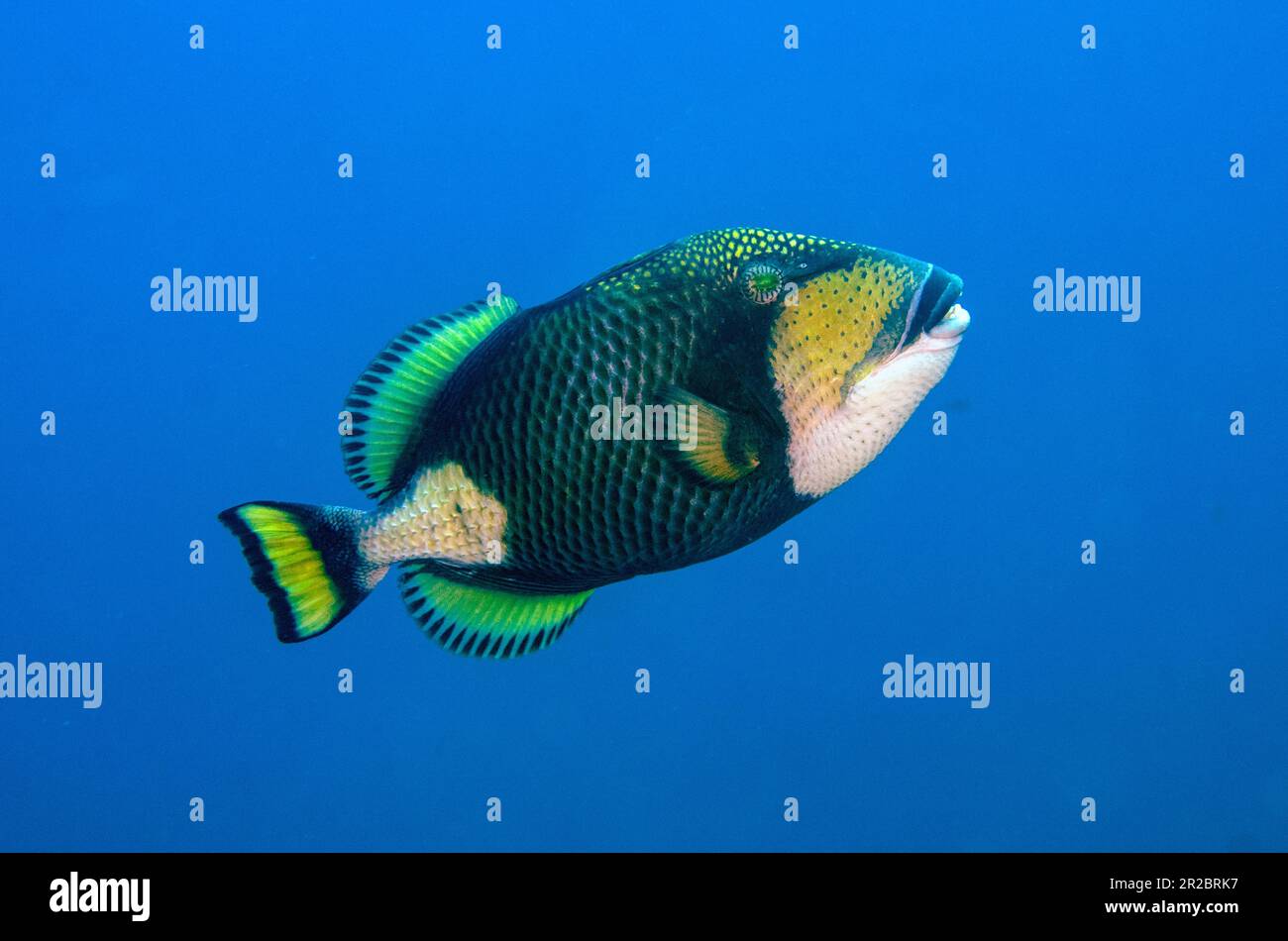 Titan Triggerfish, Balistapus viridescens, Wreck Slope dive site ...