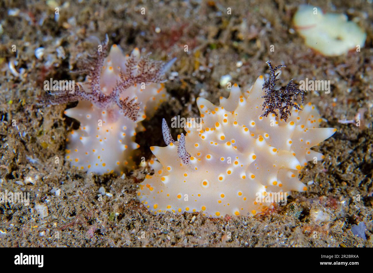 Pair of Batangas Halgerda Nudibranch, Halgerda batangas, Wreck Slope ...