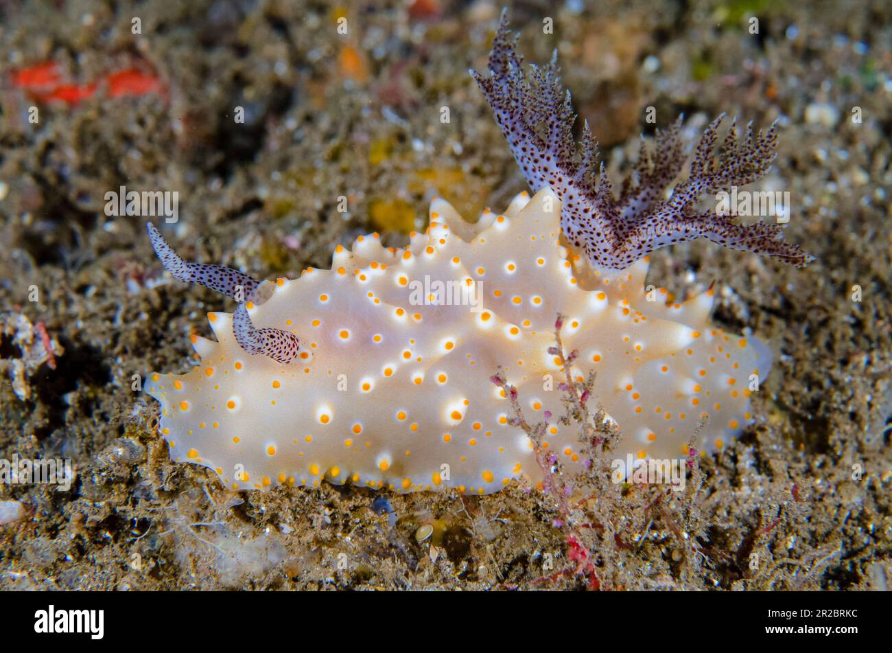 Batangas Halgerda Nudibranch, Halgerda batangas, Wreck Slope dive site ...