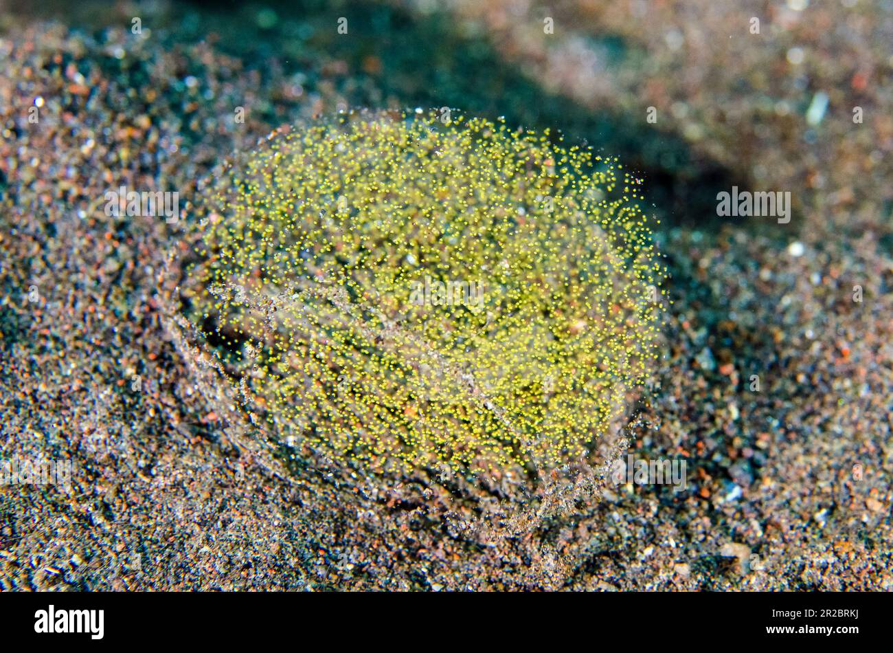 Polychaeta hi-res stock photography and images - Alamy