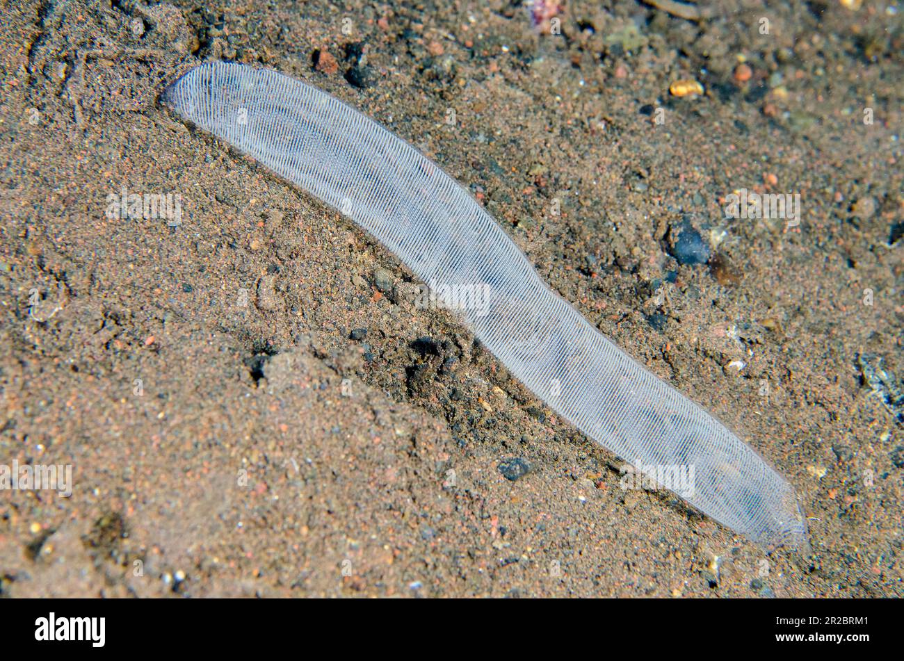 Egg mass of sea slug, Aglajidae Family, Melasti dive site, Tulamben ...