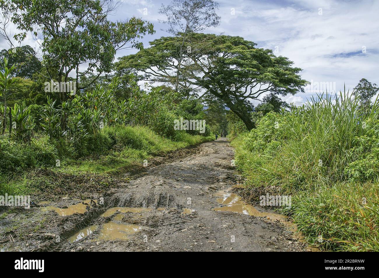 Camino forestal tropical hi-res stock photography and images - Alamy