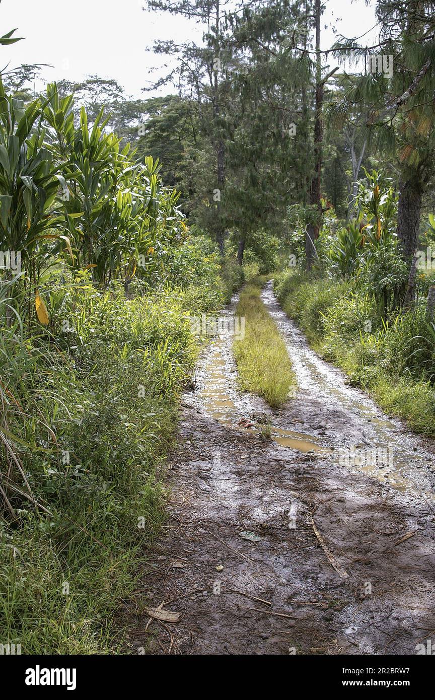 Camino de tierra en la selva hi-res stock photography and images - Alamy