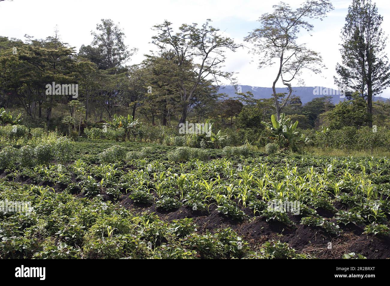 Papua New Guinea; Eastern Highlands; Goroka; Ipomoea batatas; Growing ... Papua New Guinea; Eastern Highlands; Goroka; Ipomoea batatas; Growing ...
