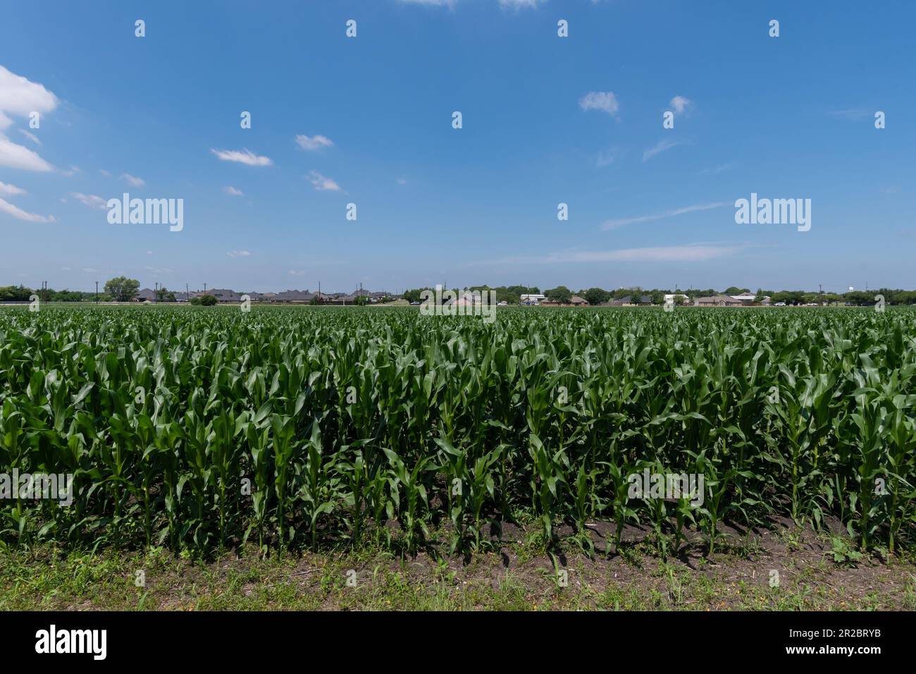 Native American Corn Crops