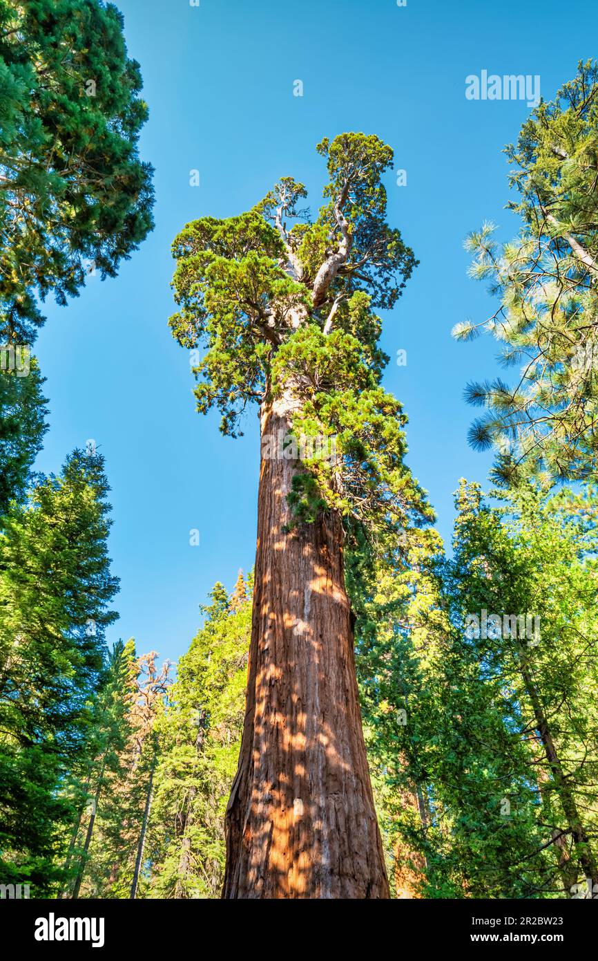 General Grant Tree, a famous giant sequoia tree in General Grant Grove ...