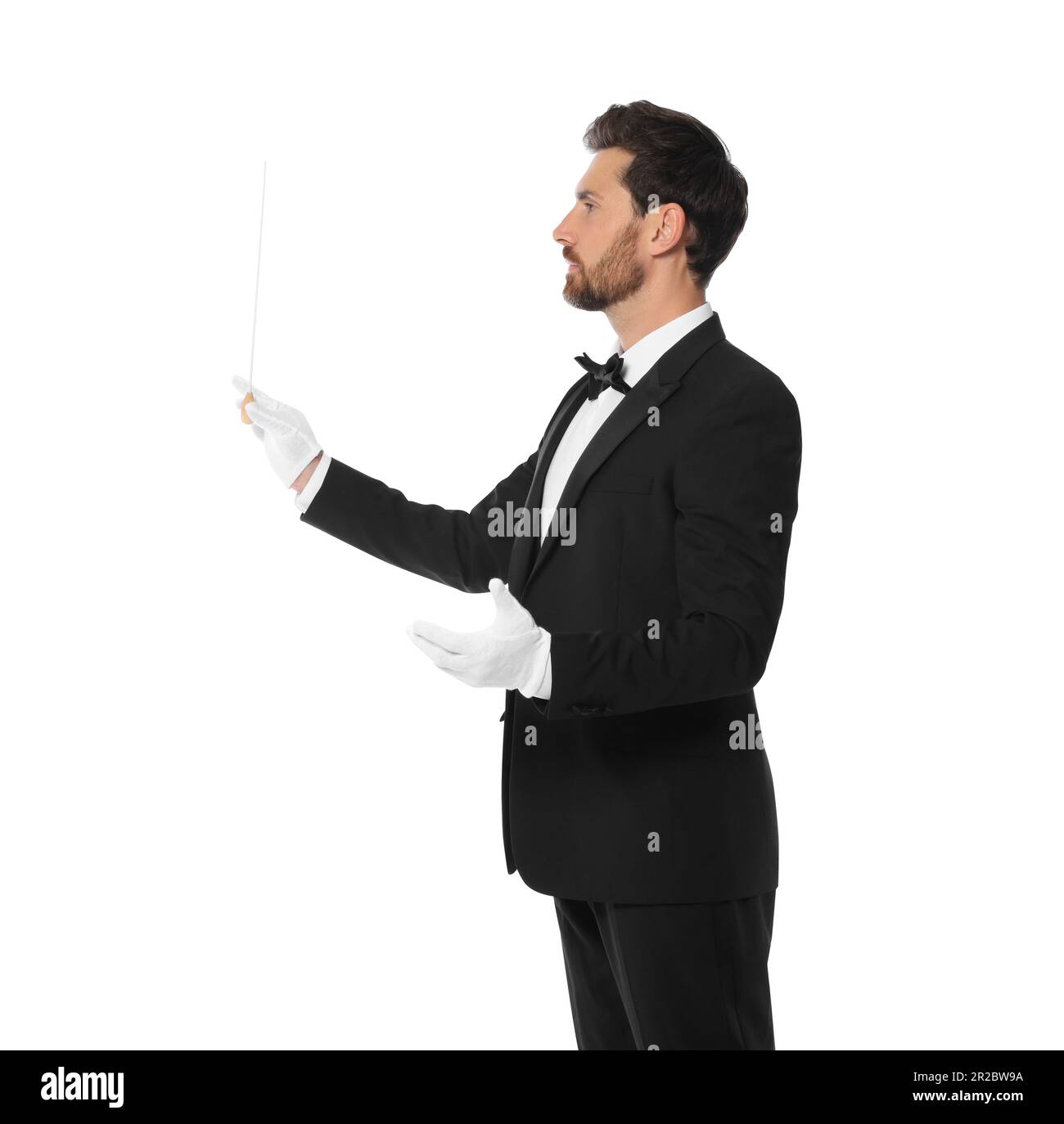 Professional conductor with baton on white background Stock Photo - Alamy