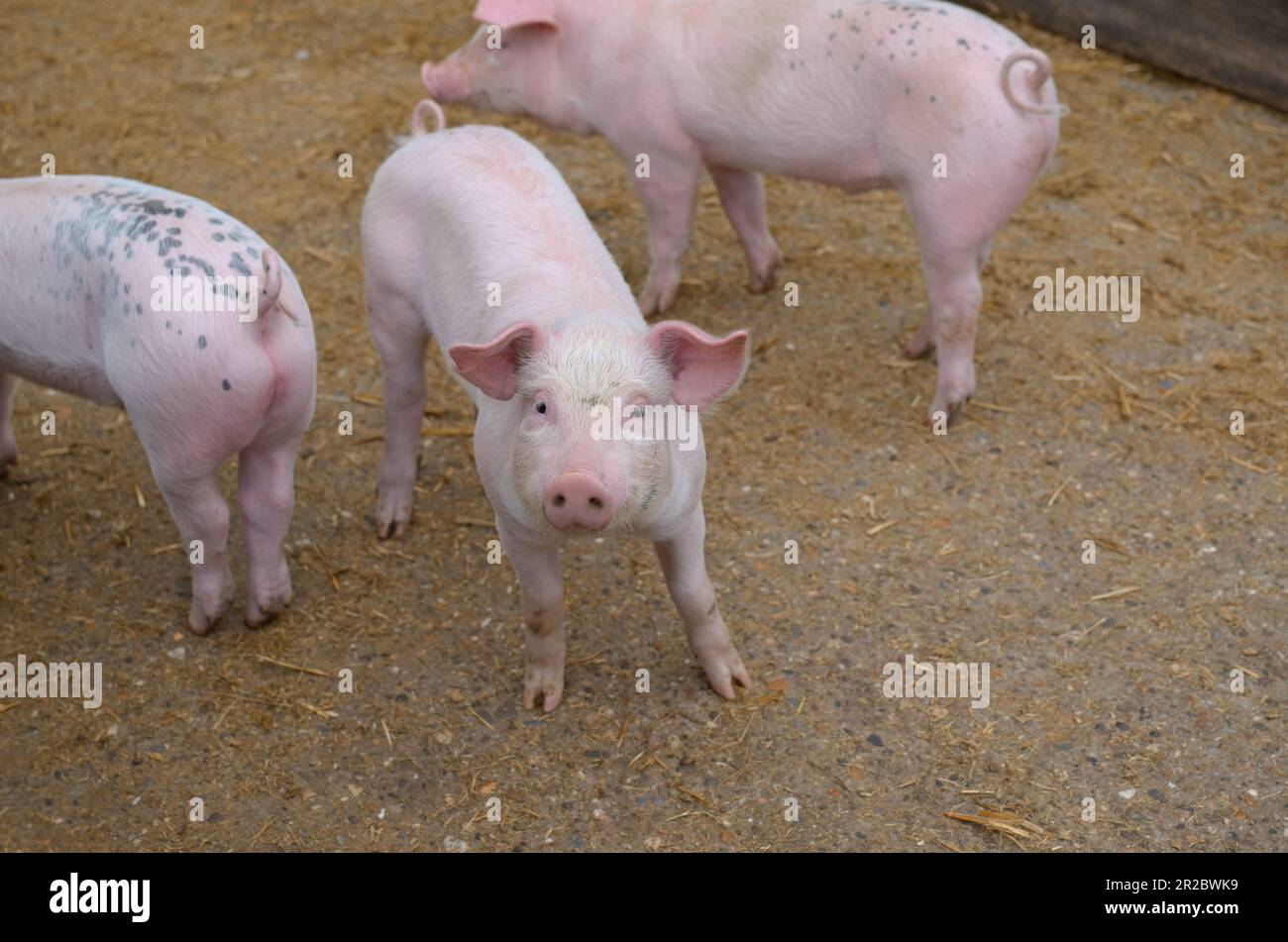 Many cute pigs in paddock at farm Stock Photo - Alamy