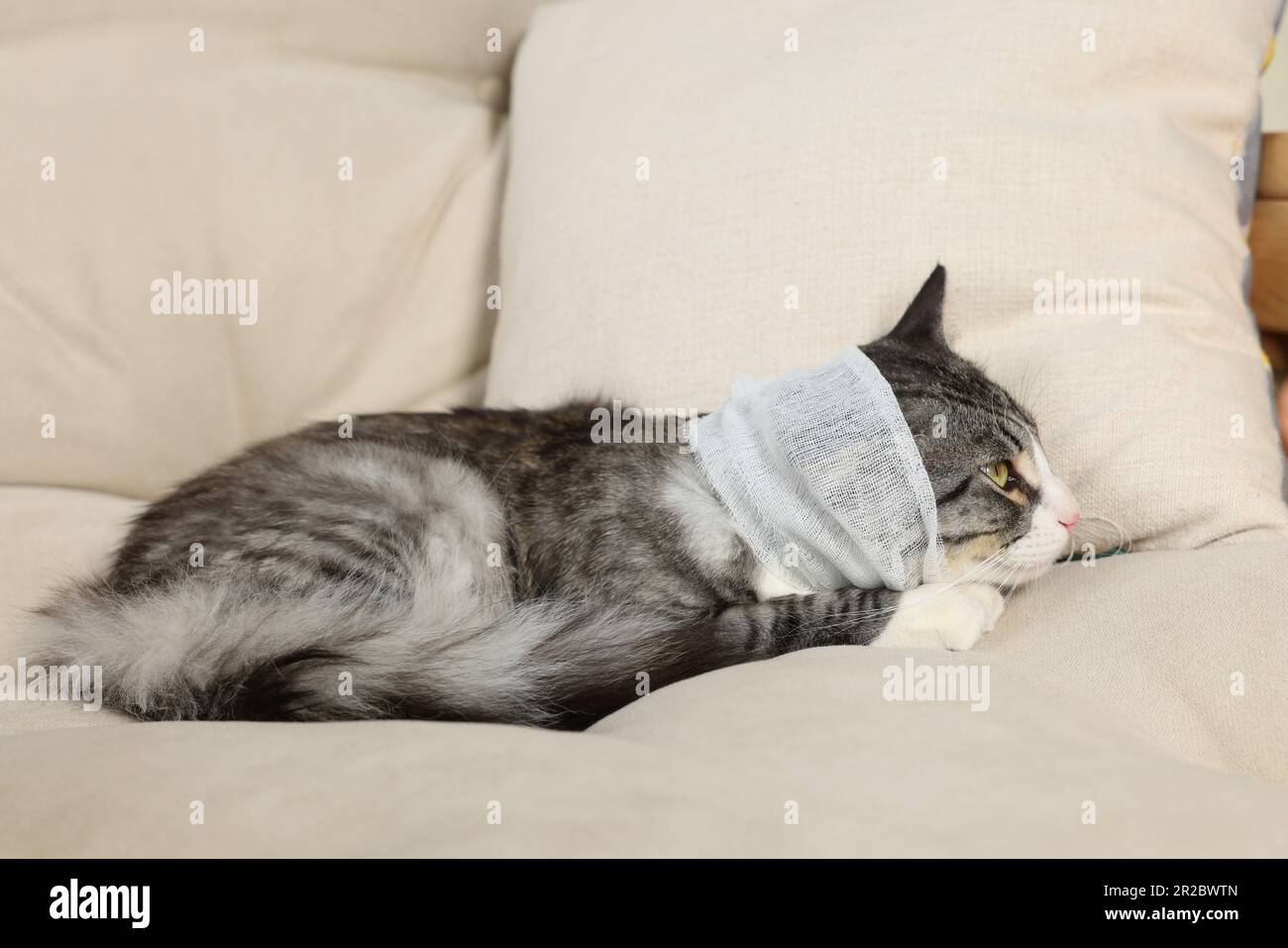 Cute cat with ear wrapped in medical bandage on sofa indoors Stock ...