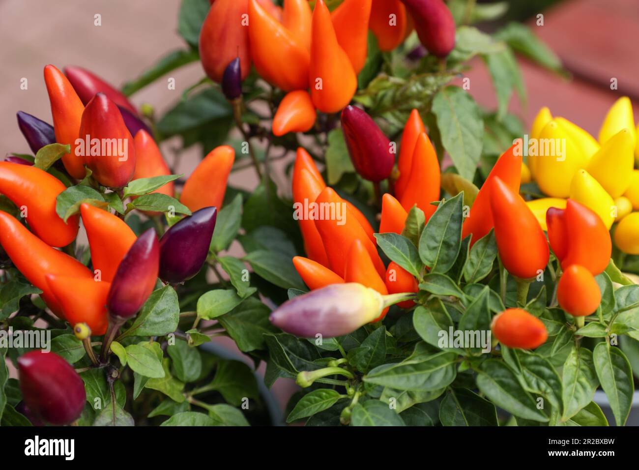 Capsicum annuum plants hi-res stock photography and images - Alamy